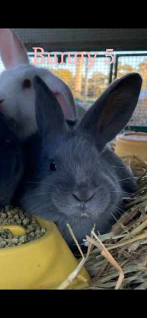 Young Bunnies | Rabbits | Gumtree Australia Mallala Area - Two Wells ...