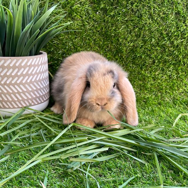 Pure Bred Mini Lops (Pet homes only!) | Rabbits | Gumtree Australia ...