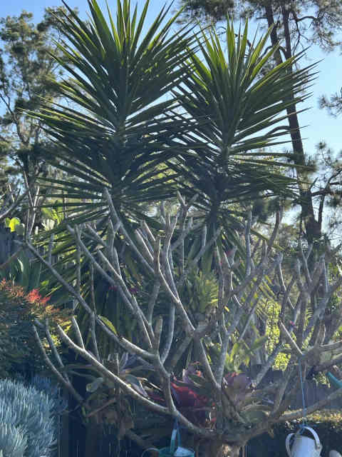 Yucca plant large - Plants in Narrabeen NSW | Gumtree Australia