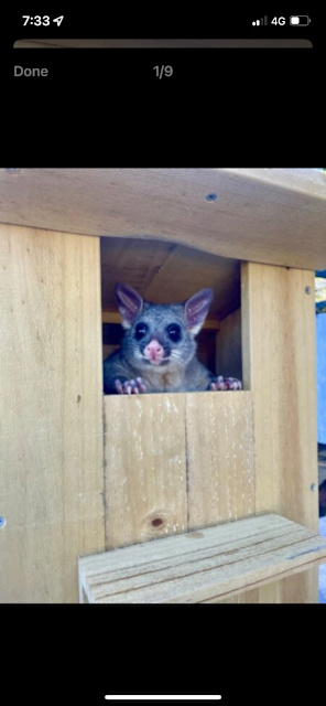 Possum Boxes/Box - New, locally made - recycled mtrls - avail today ...