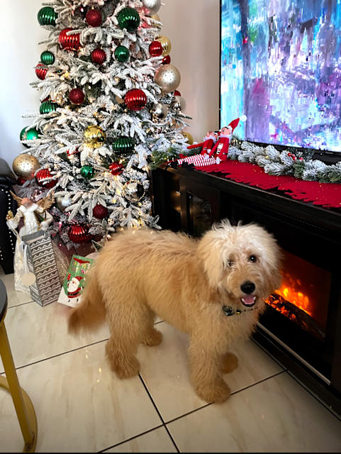 Medium Cavoodle for sale | Dogs & Puppies | Gumtree Australia Brisbane ...