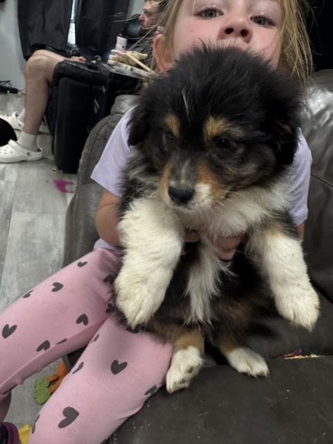 Pedigree Australian Shepherd | Dogs & Puppies | Gumtree Australia Cooma ...