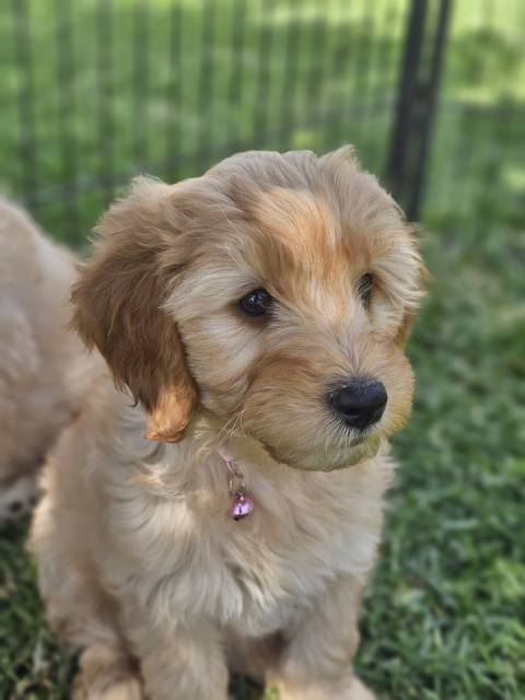 Miniature Groodle Puppies (Golden Retriever X Miniature Poodle) | Dogs ...