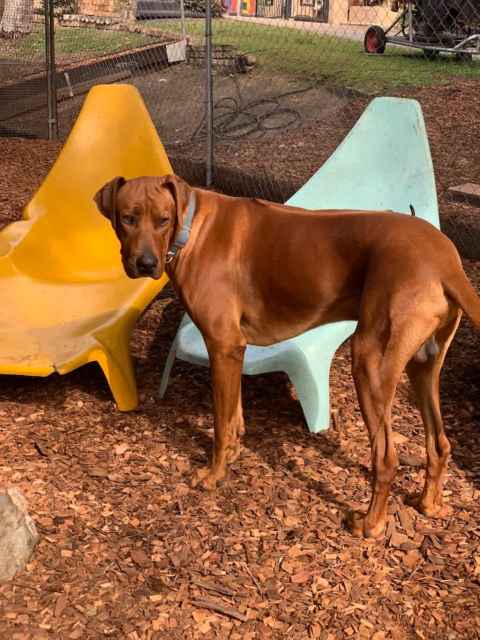 Rhodesian Ridgeback Male Stud retired | Dogs & Puppies | Gumtree ...