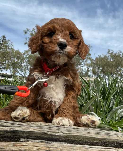 Apricot, Red and Black Cavoodle Puppies. | Dogs & Puppies | Gumtree ...