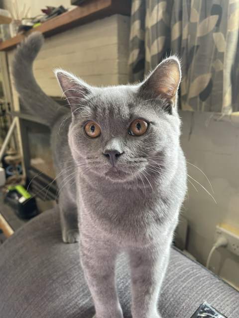BRITISH SHORTHAIR - Blue Male Kitten | Cats & Kittens | Gumtree ...