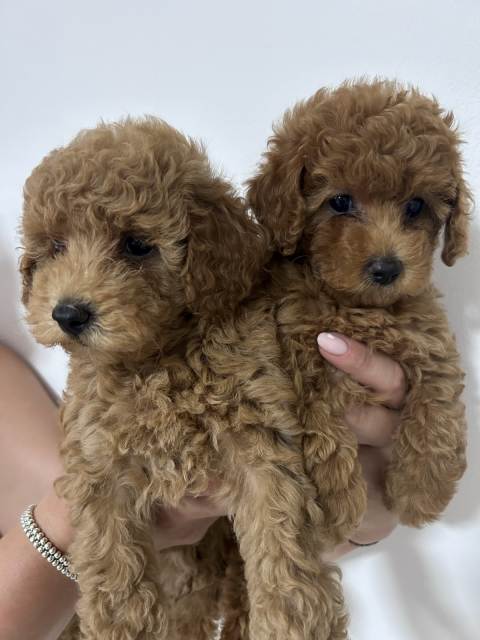 Teacup size purebred Ruby Red Toy Poodles 2 Females | Dogs & Puppies ...