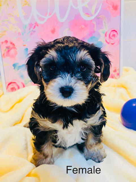 Yorkshire terrier x Toy poodle | Dogs & Puppies | Gumtree Australia ...