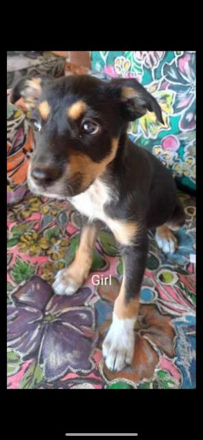 Pups for sale need gone asap | Dogs & Puppies | Gumtree Australia ...