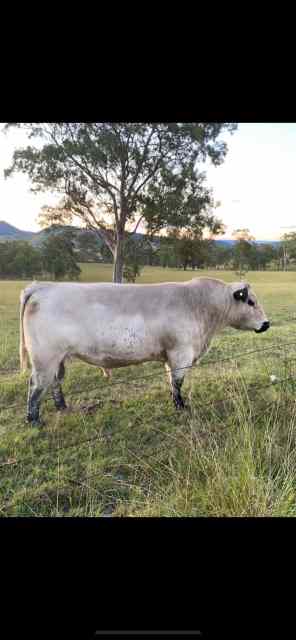 Speckle Park Bull (4 Year Old Pure Blood) | Livestock | Gumtree ...