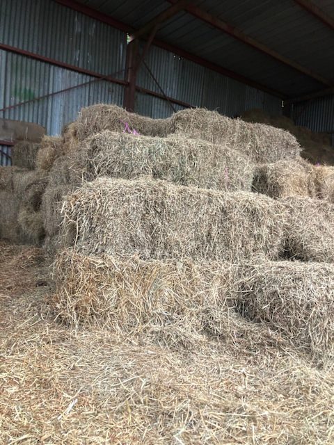 Hay bales small squares - read description - Miscellaneous Goods in ...