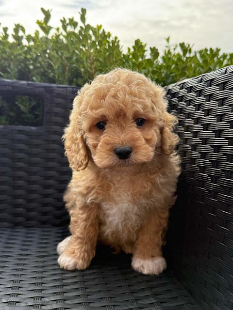 Toy Moodle Pups | Dogs & Puppies | Gumtree Australia Blacktown Area ...