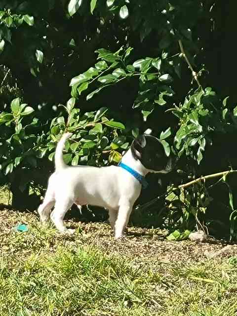 Pure mini foxie male | Dogs & Puppies | Gumtree Australia Greater Taree ...