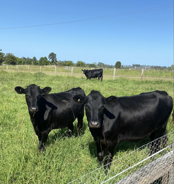3 Angus X steers | Livestock | Gumtree Australia Port Macquarie City ...