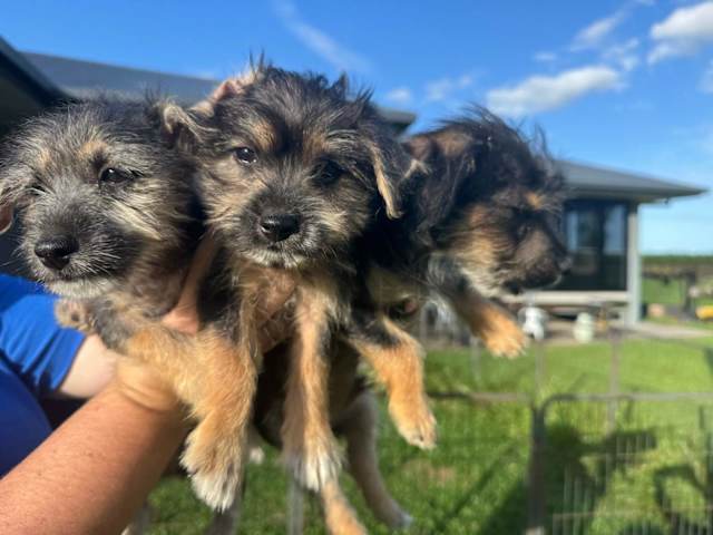 Puppies male Jack Russel X Shitzhu/Maltese | Dogs & Puppies | Gumtree ...