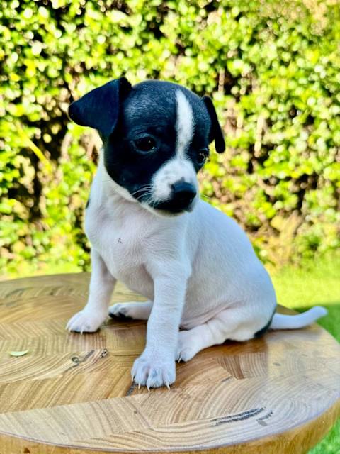 Purebred Mini Fox Terrier Puppies | Dogs & Puppies | Gumtree Australia ...