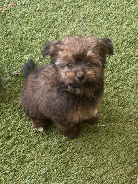 Toy Pomapoo puppies AVAILABLE * Miniature Pomeranian x Toy Poodle ...