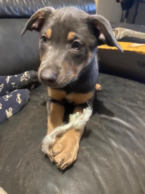 Pure kelpie pup blue and tan female | Dogs & Puppies | Gumtree ...
