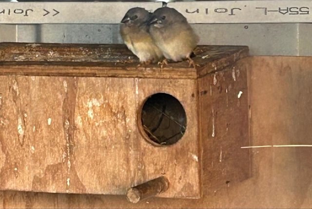 Finch Swap Northside | Birds | Gumtree Australia Brisbane North West ...