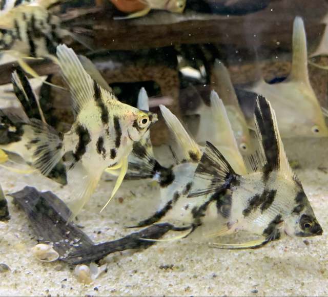 Angel Fish Platinum Cross Koi Young Adults | Fish | Gumtree Australia ...