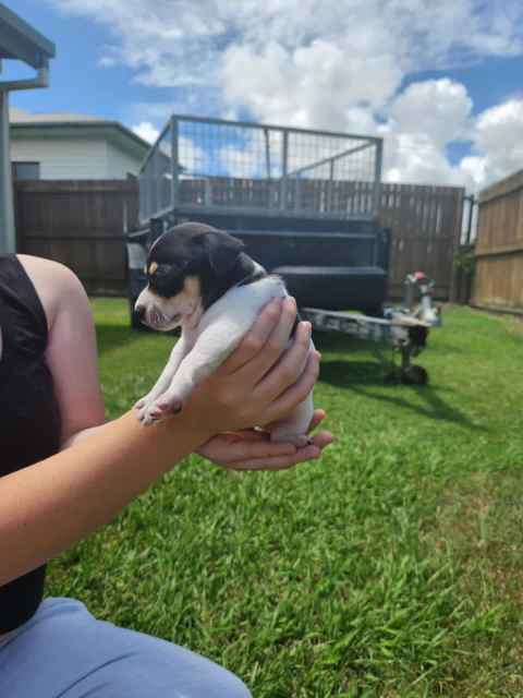 mini toy foxie READY IN A WEEK | Dogs & Puppies | Gumtree Australia ...