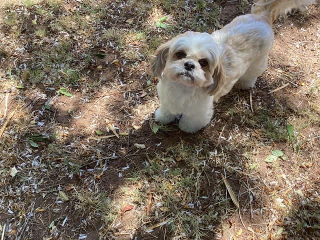 Shitzu pedigree | Dogs & Puppies | Gumtree Australia Holdfast Bay ...