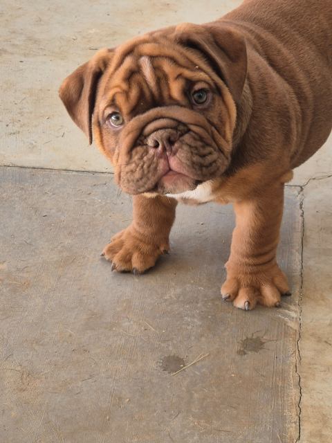 Aussie Bulldog Pup - Male | Dogs & Puppies | Gumtree Australia Murray ...