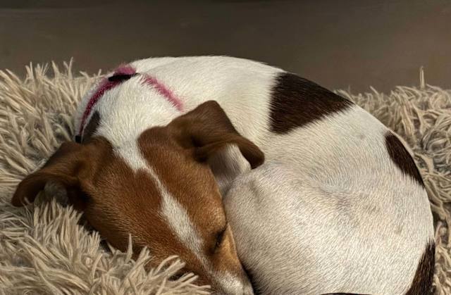 Jack Russell cross mini foxie pup | Dogs & Puppies | Gumtree Australia ...