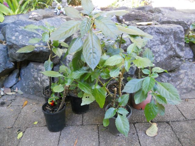 Congo Cockatoo Impatiens - Plants in Maleny QLD | Gumtree Australia