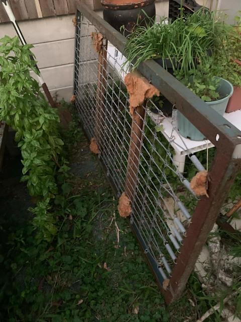 Lotsa free stuff in Coolum - Other Garden in Coolum Beach QLD | Gumtree ...