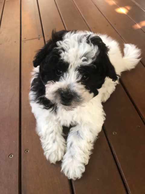 Purebred Toy Poodle Puppy for a quick Sale! Price dropped! | Dogs ...