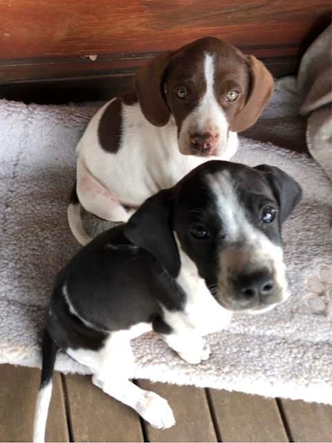 Beagle x GSP Puppies | Dogs & Puppies | Gumtree Australia Perth City ...