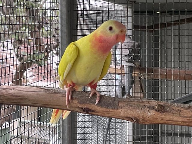 Princess Parrots (from $100) | Birds | Gumtree Australia Gosford Area ...