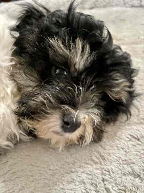 Adorable Shmoodle puppy | Dogs & Puppies | Gumtree Australia ...