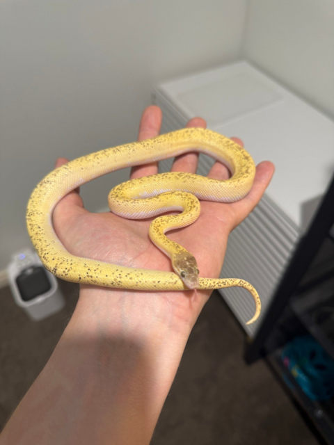 Male Marble Children’s Python | Reptiles & Amphibians | Gumtree ...