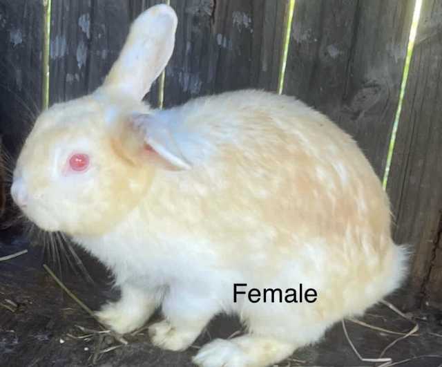 5-month-old rabbits | Rabbits | Gumtree Australia Liverpool Area ...