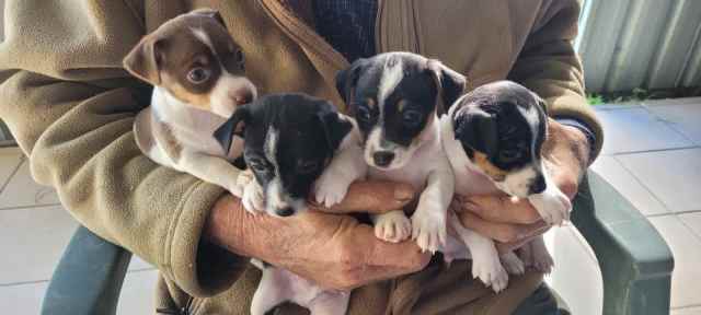 Mini Foxy pups, Mini Foxie puppies | Dogs & Puppies | Gumtree Australia ...