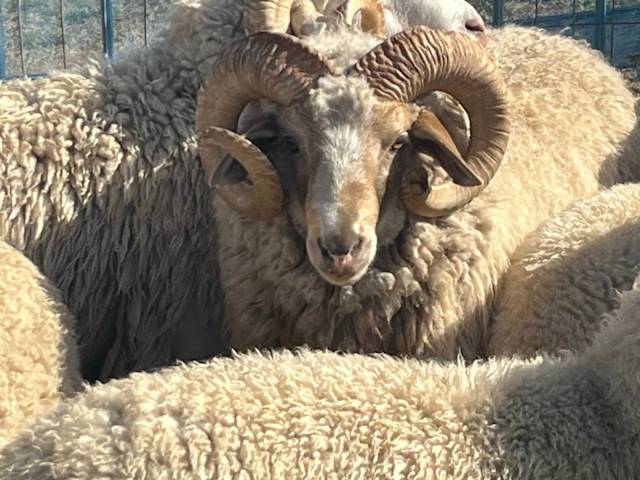Awassi arabi sheep (kabsh) Rams/males for breed or freezer/Qurbani ...