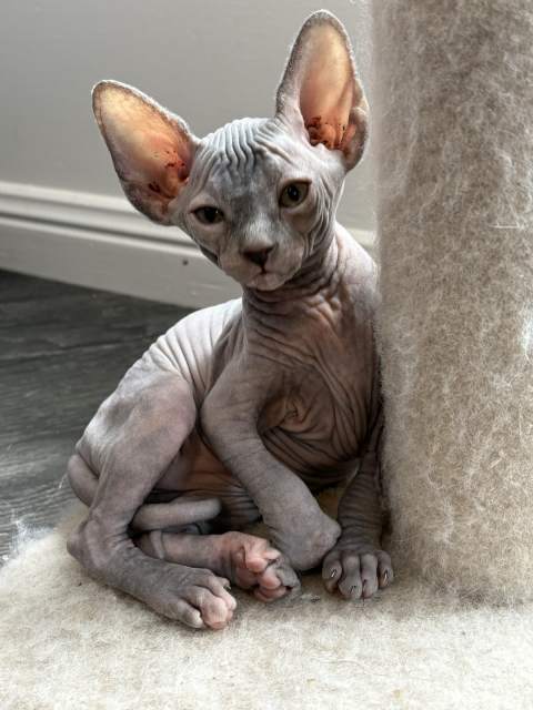 Purebred Sphynx Kittens | Cats & Kittens | Gumtree Australia Gold Coast ...
