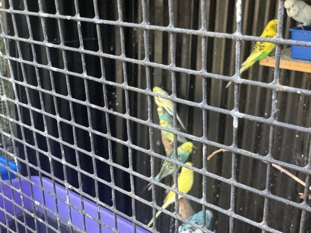 Mixed Colour Budgies $20 | Birds | Gumtree Australia Penrith Area ...