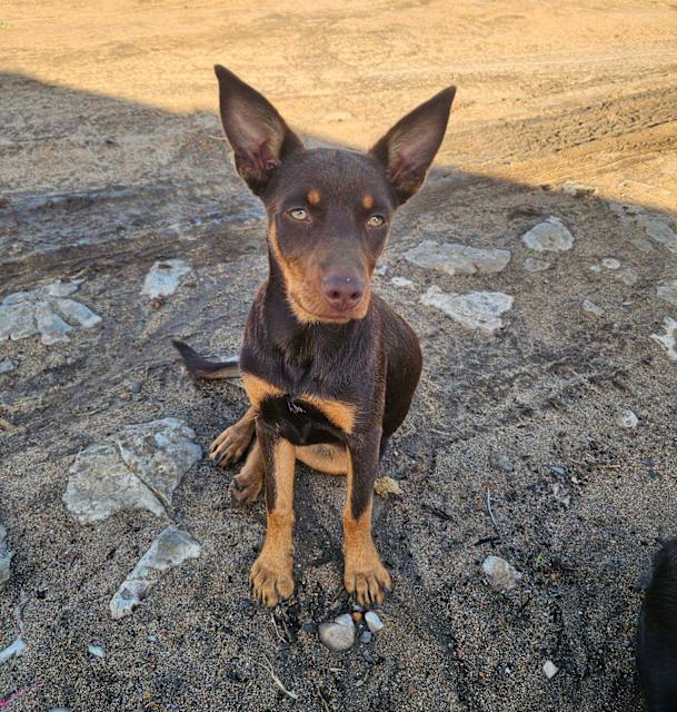 Pure Bred Kelpie Red and Tan 5mth Old Female | Dogs & Puppies | Gumtree ...