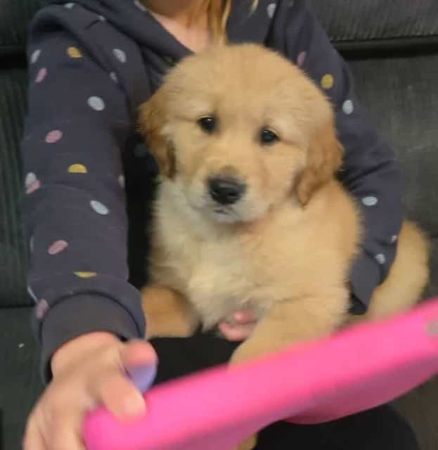 Golden Retriever Puppies Available Now | Dogs & Puppies | Gumtree ...