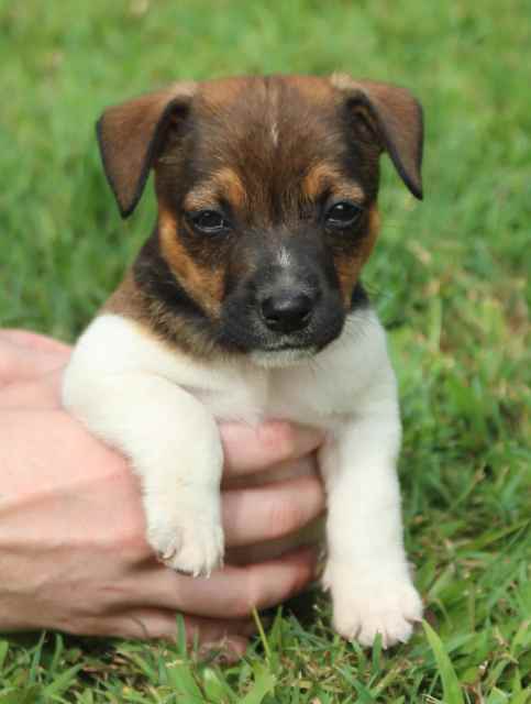 Tricolor Mini Foxy/Foxie x Jack Russells 2 boys left | Dogs & Puppies ...