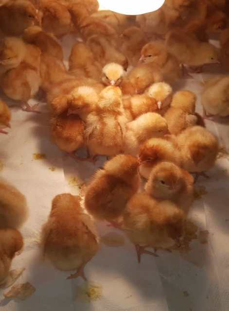 Day Old Female Isa Brown Laying Chickens 6 for $90 | Livestock ...