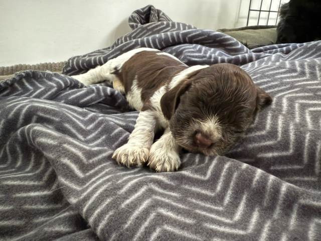 English Cocker Spaniel x Clumber Spaniel | Dogs & Puppies | Gumtree ...