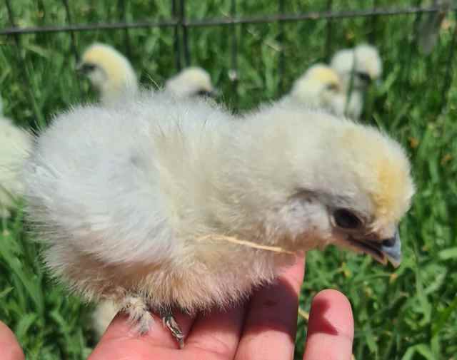 All things silky, chicks, hens, roosters and fertile eggs. | Livestock ...