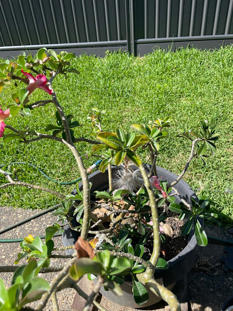 Dessert Rose - Plants in Smithfield QLD | Gumtree Australia
