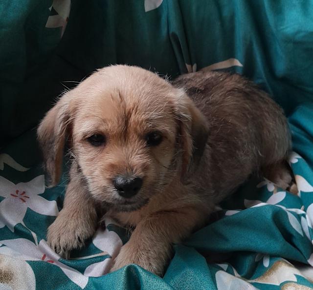 Last 2 Fun Loving and Sweet Small Breed Pups | Dogs & Puppies | Gumtree ...