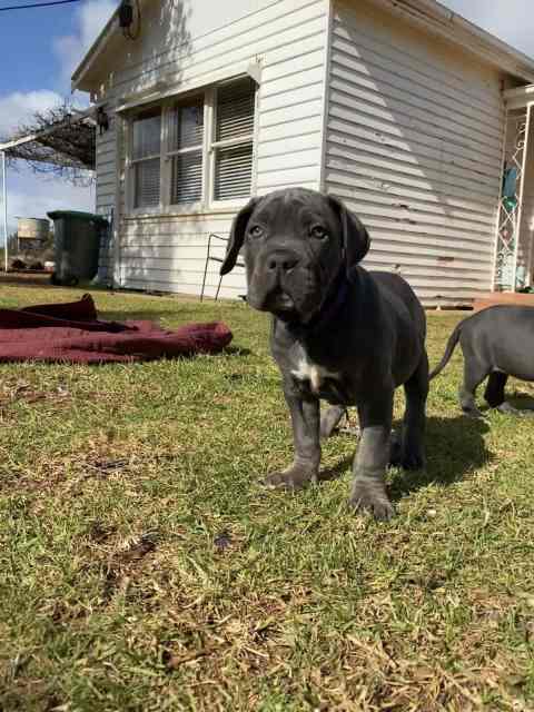 Female Pure Breed Cane Corso Puppies | Dogs & Puppies | Gumtree ...