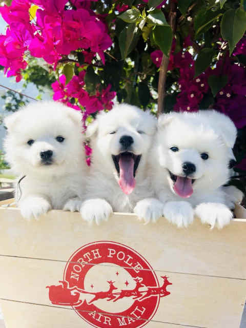 Pure vrede Japanese Spitz Puppies | Dogs & Puppies | Gumtree Australia ...